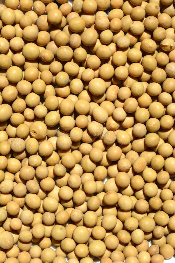 Dry soybeans stock photo. Image of vegan, closeup, beige - 329737370