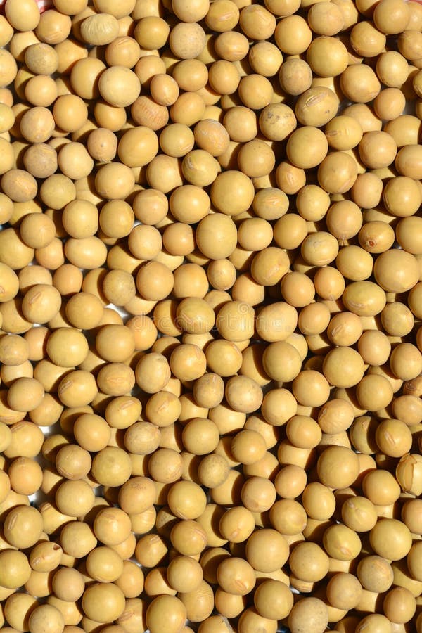 Dry soybeans stock image. Image of texture, seed, closeup - 330551327