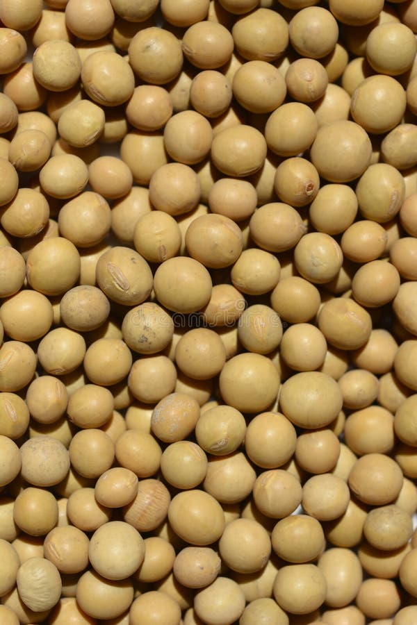 Dry soybeans stock image. Image of beige, vegan, agricultural - 331833123