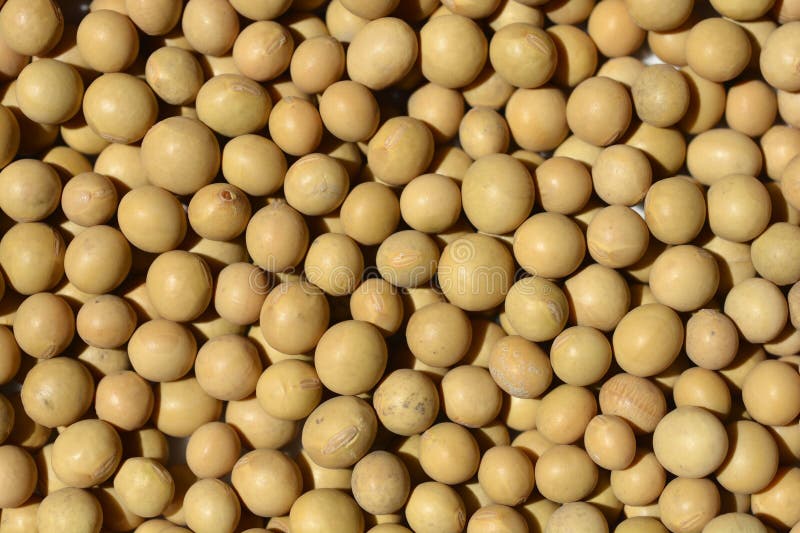 Dry soybeans stock photo. Image of soybean, soybeans - 341136128