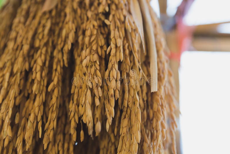 Dry Spike Rice is Hanging on Bamboo Stick Stock Image - Image of famine ...