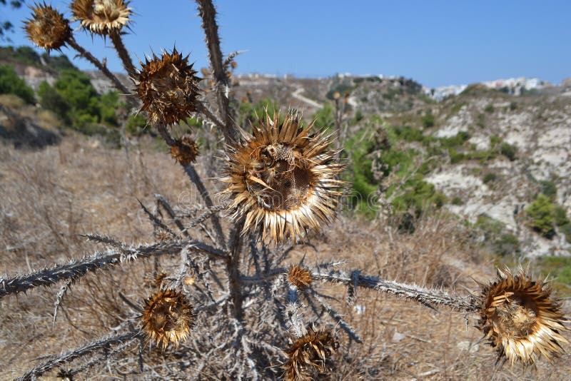 Dry spiny flower stock image. Image of prickle, hiking - 44393541