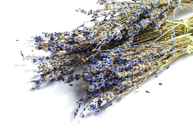 Dry Sprig of Lavender Isolated on White Stock Photo - Image of light ...