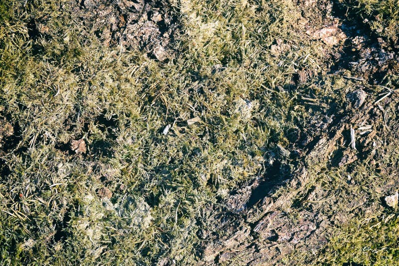 Natural Texture of Spring Moist Earth with Rotten Moss on the Surface ...