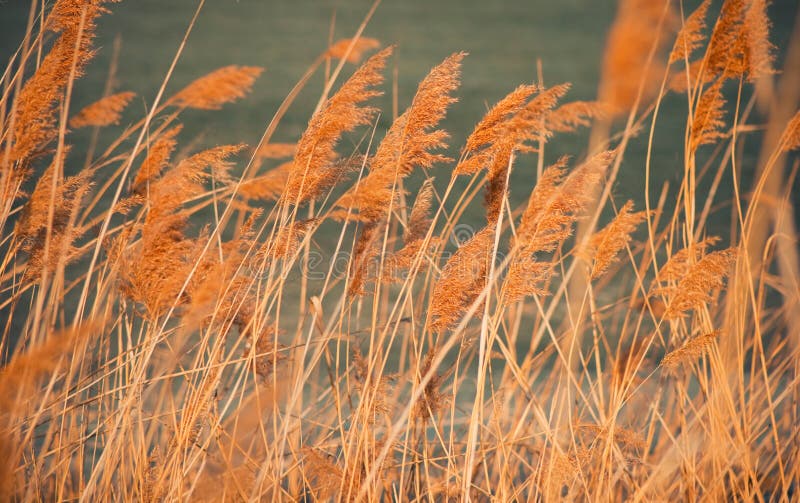 Dry spring reeds stock image. Image of branches, natural - 23972119
