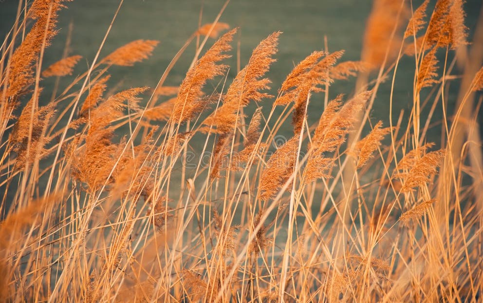 Dry spring reeds stock image. Image of branches, natural - 23972119