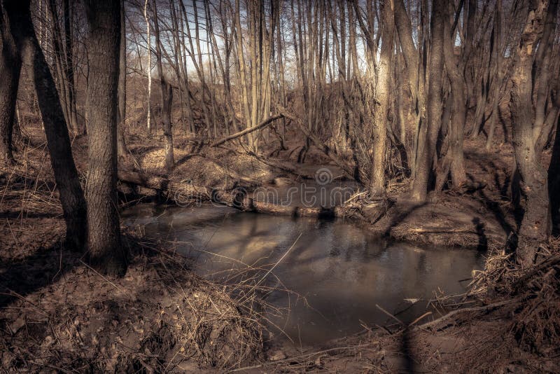Dry Springtime Forest Scenery with Spring Stream Stock Image - Image of ...