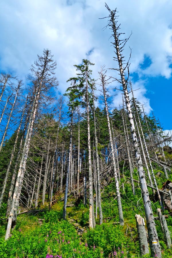 Dry Spruce Trees on the Mountainside on a Sunny Day. Stock Image ...