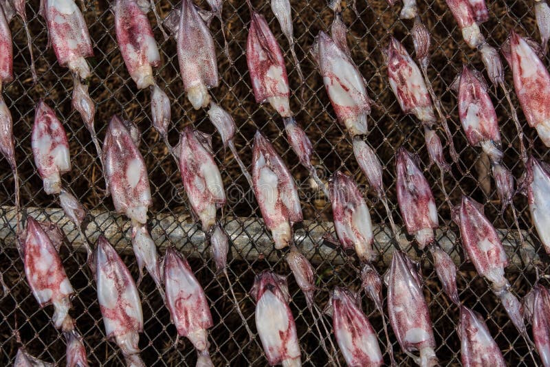 Dry squid stock photo. Image of eats, fisherman, food - 40915514