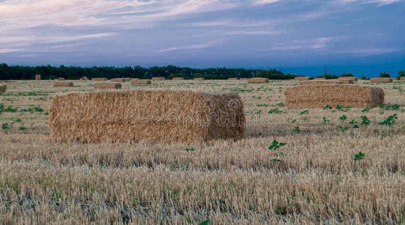 Dry Stack of Straw on a Cut Field Stock Photo - Image of field, golden ...