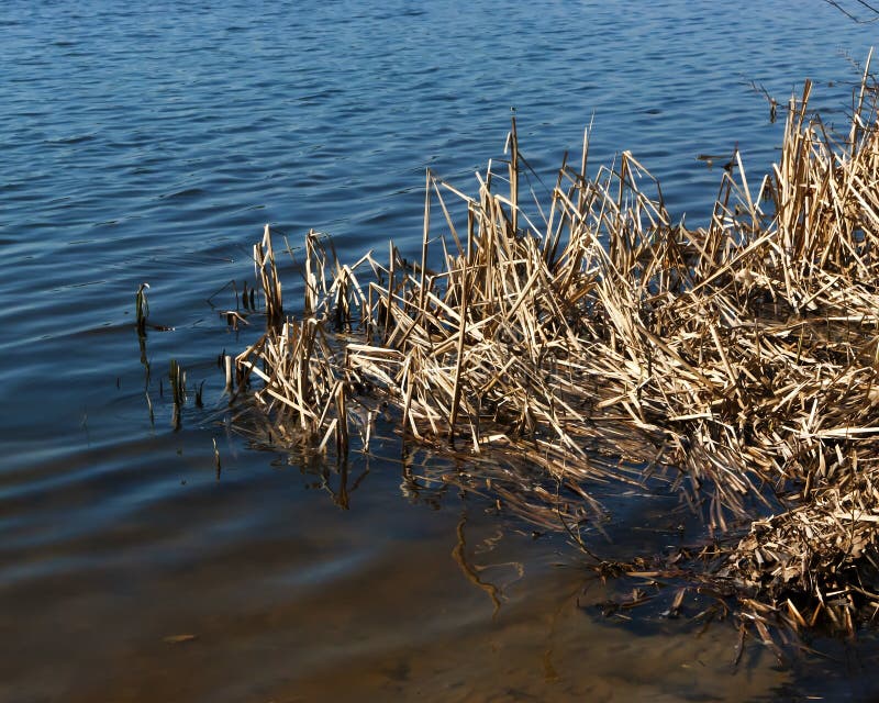Dry stalks of cattail stock image. Image of blue, stalks - 143909185