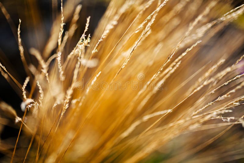 Dry stalks of grass stock photo. Image of long, closeup - 72780320