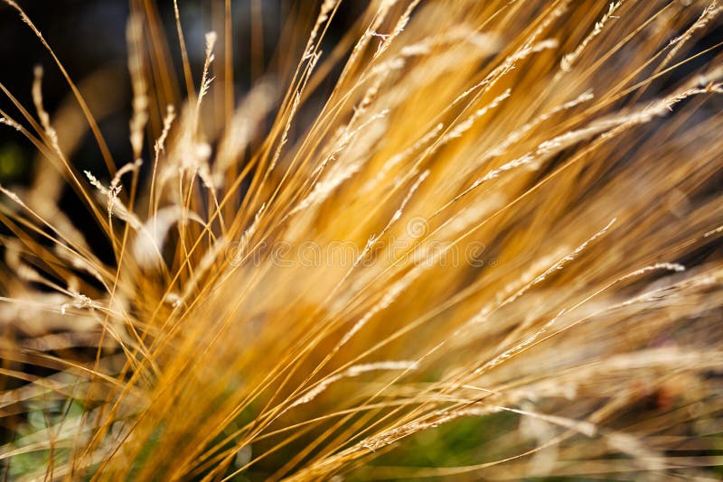 Dry stalks of grass stock image. Image of grass, closeup - 72780359