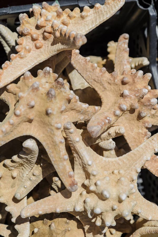 Dry Starfish on the Counter in the Store. Stock Photo - Image of flower ...
