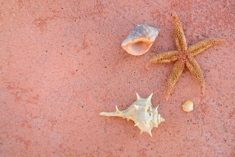 A Dry Starfish and Small Shells Lie on a Red Floor Tile, with Space for ...