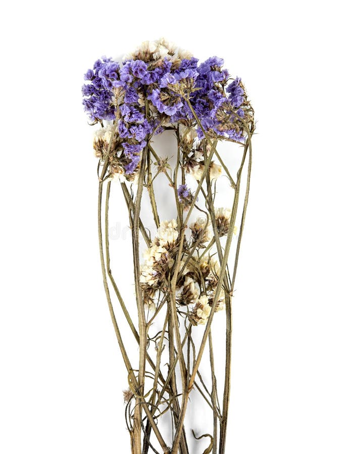Dry Statice Flower Isolated on White Background Stock Photo - Image of ...