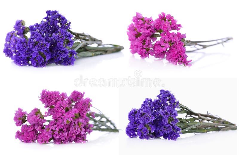 Dry Statice Flower on White Background Stock Image - Image of garden ...