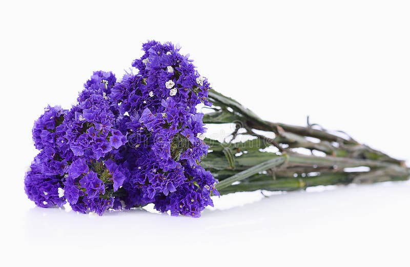 Dry Statice Flower on White Background Stock Image - Image of canister ...