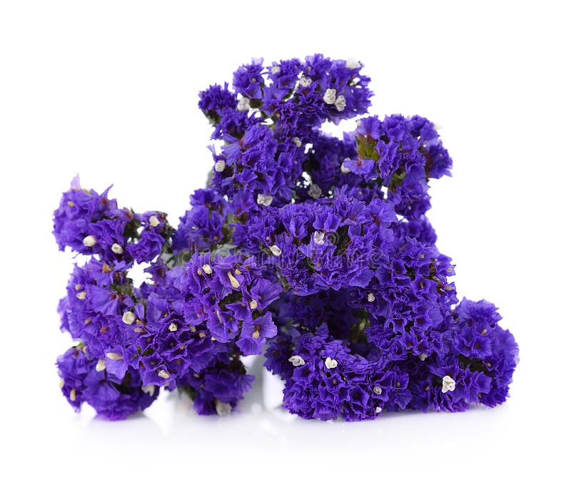 Dry Statice Flower on White Background Stock Image - Image of beautiful ...