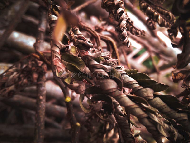 Dry Stems and Leaves stock photo. Image of wood, autumn - 210287230