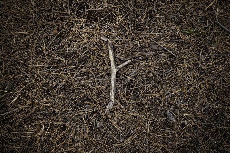 Dry stick in the forest stock image. Image of background - 228742187