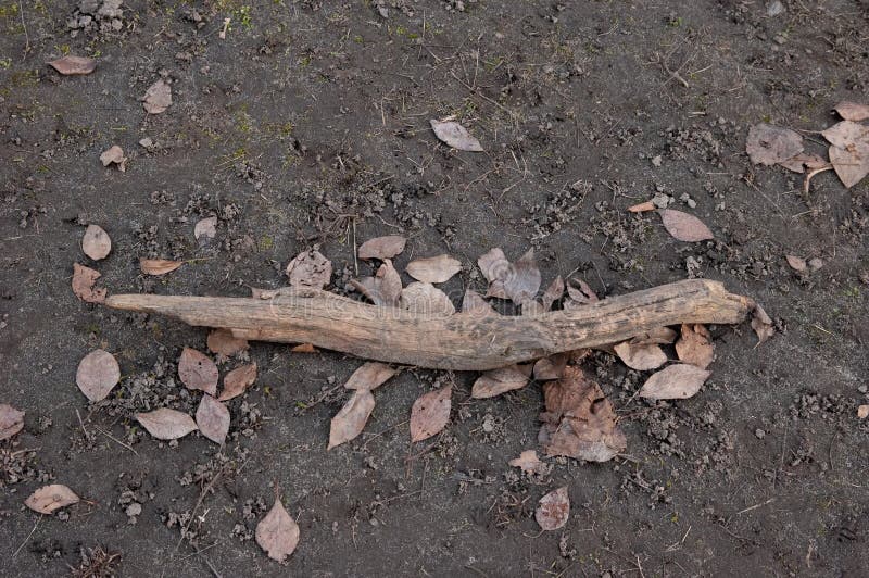Dry Stick Lying on the Ground and Fallen Autumn Leaves Stock Image ...