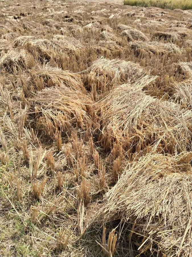 Dry-stick of rice plant stock image. Image of farmland - 235673123