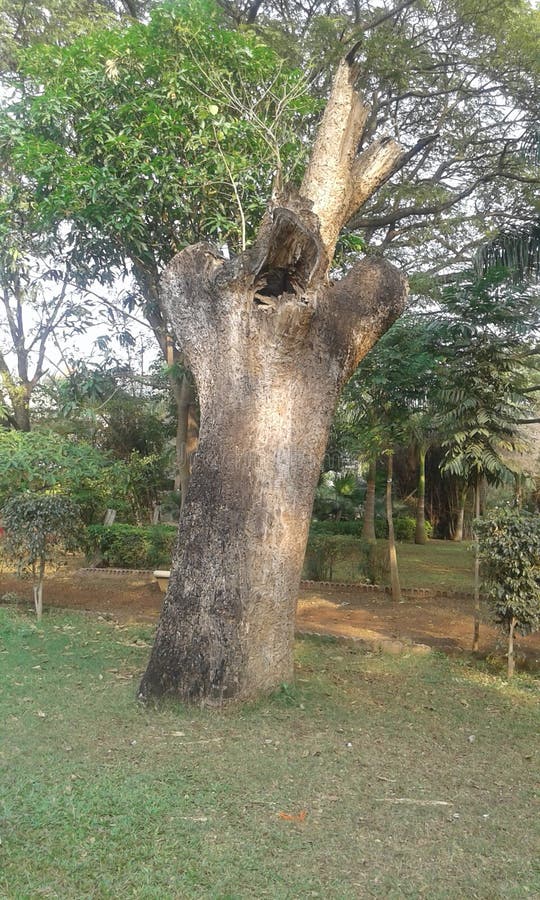 Dry but still firm stock photo. Image of still, firm - 48490932