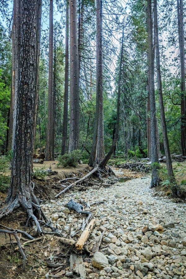 Dry Stony Creek Windss from Right Back and Forth between Very Tall ...