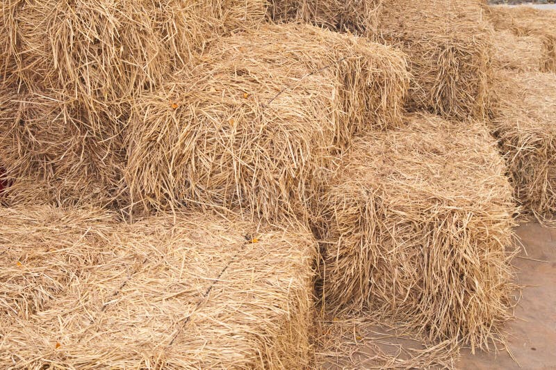 Dry straw stock photo. Image of corn, grass, agricultural - 24024424