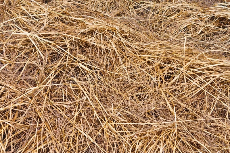 Dry straw stock image. Image of brown, sprout, background - 25302577