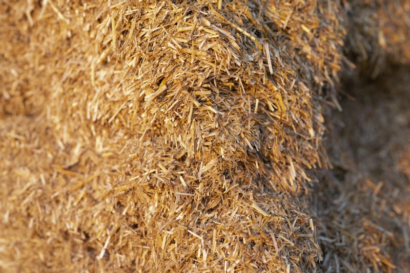 Dry Straw Agriculture Background, Dry Straw Texture Background Stock ...