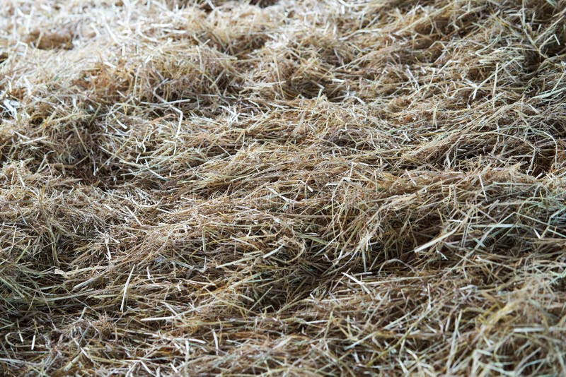 Dry Straw from Argriculture on Floor Stock Image - Image of natural ...