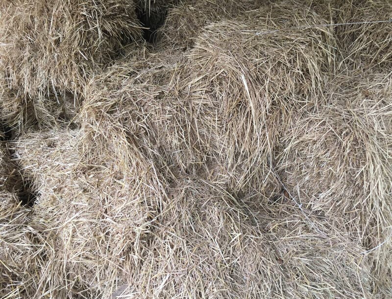 Dry straw stock image. Image of farming, straw, field - 71317683