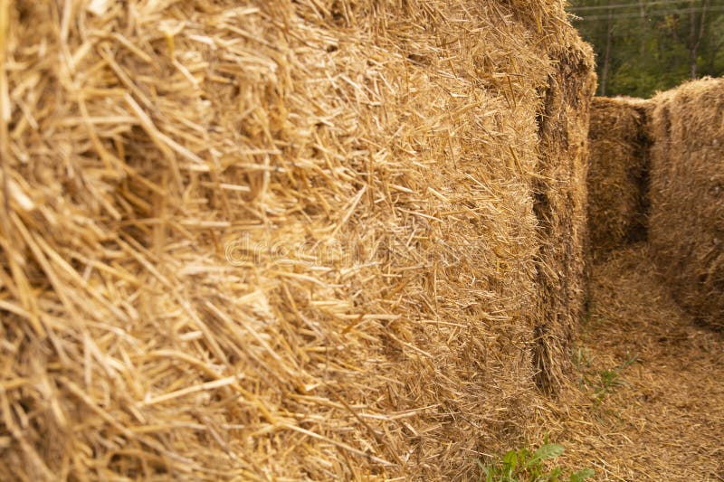 Dry Straw on the Farm. Animal Feed in Winter Stock Photo - Image of ...