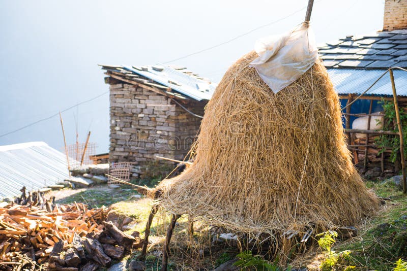 Straw To Feed the Horses of the Stables Placed in the Hangar Stock ...