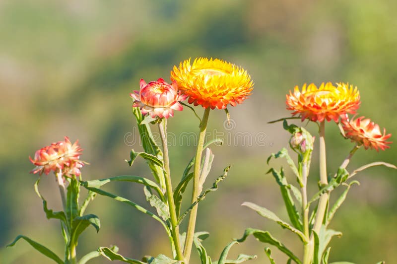 Dry straw flower stock image. Image of bracteatum, pink - 35940849