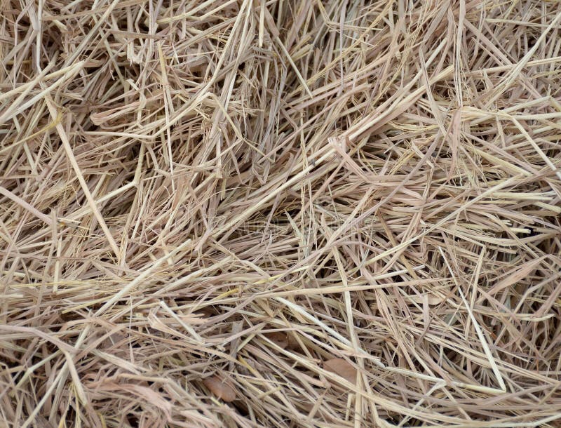 Dry Straw in the Garden, Agriculture Stock Image - Image of crop ...