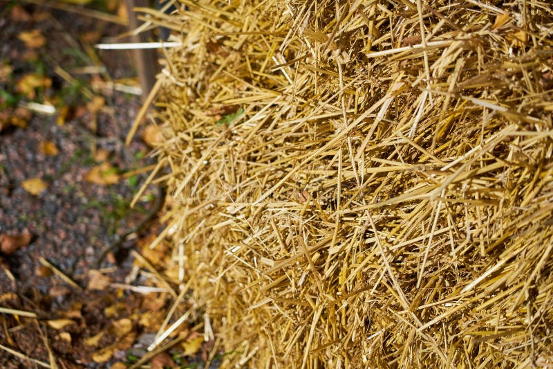 Dry Straw on the Ground As a Background. Stock Image - Image of ...