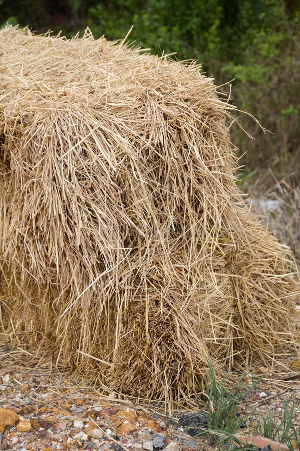 Dry straw on the ground stock image. Image of summer - 78905337