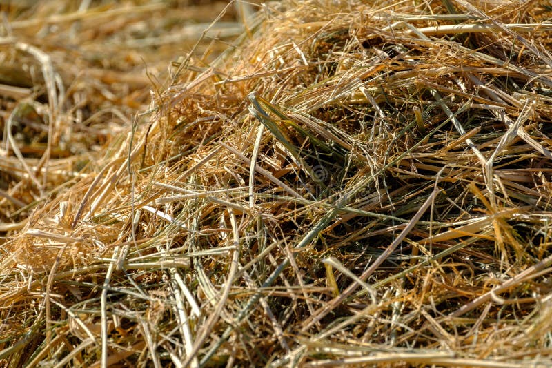Straw Animals with Wagon stock photo. Image of created - 35081366