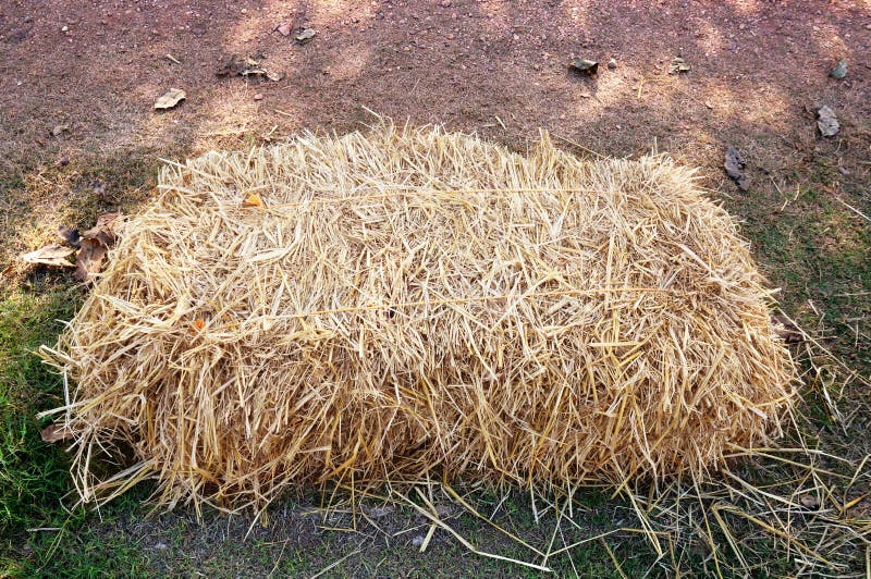 Dry Straw, Hay, Stack On Ground Stock Photo - Image of background ...
