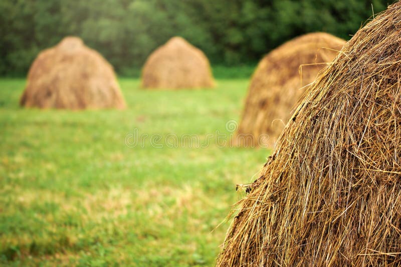 Haystacks on a meadow stock photo. Image of landscape - 72861026
