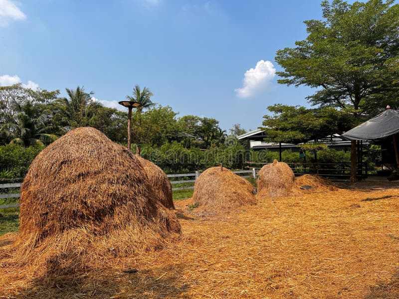 Dry Straw. Heaps of Straw or Rice Straw in the Field Stock Image ...