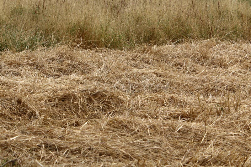 Dry Straw for Livestock Feed Stock Photo - Image of forest, feed: 211605362