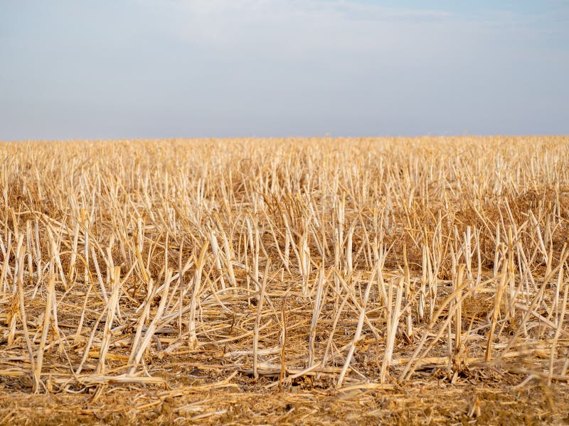 Dry Straw in an Organic Field after Harvesting Stock Image - Image of ...