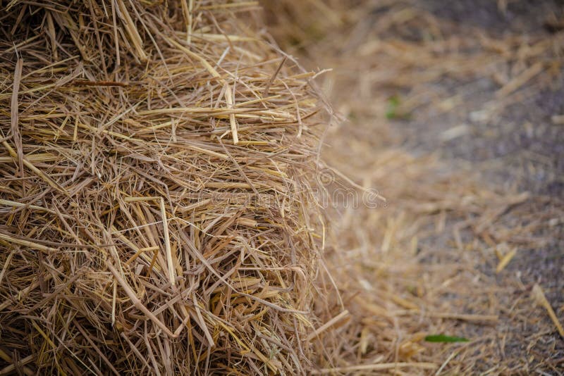 Dry straw stock photo. Image of rural, white, summer - 137512158