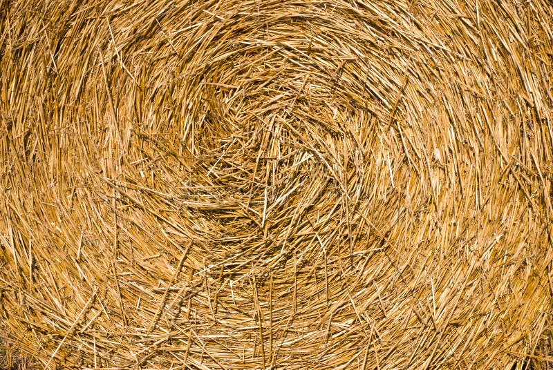 Dry straw texture stock photo. Image of nature, closeup - 20492240