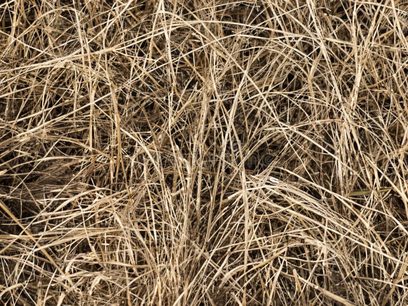 Dry Straw Texture. Background for Design. Dry Straw Stock Photo - Image ...