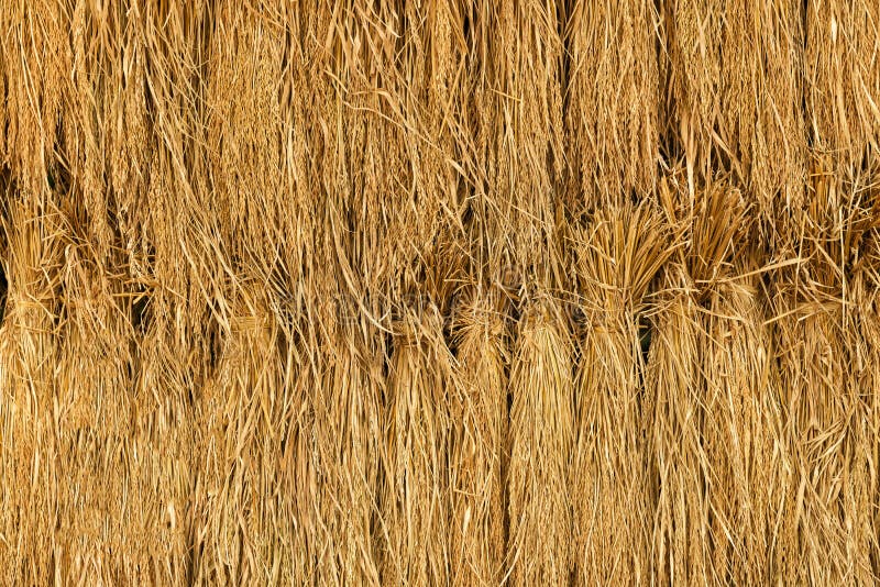 2,905 Dry Rice Straw Background Stock Photos - Free & Royalty-Free ...